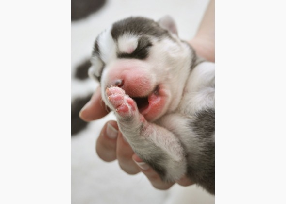 Potential – Life with Siberian Huskies