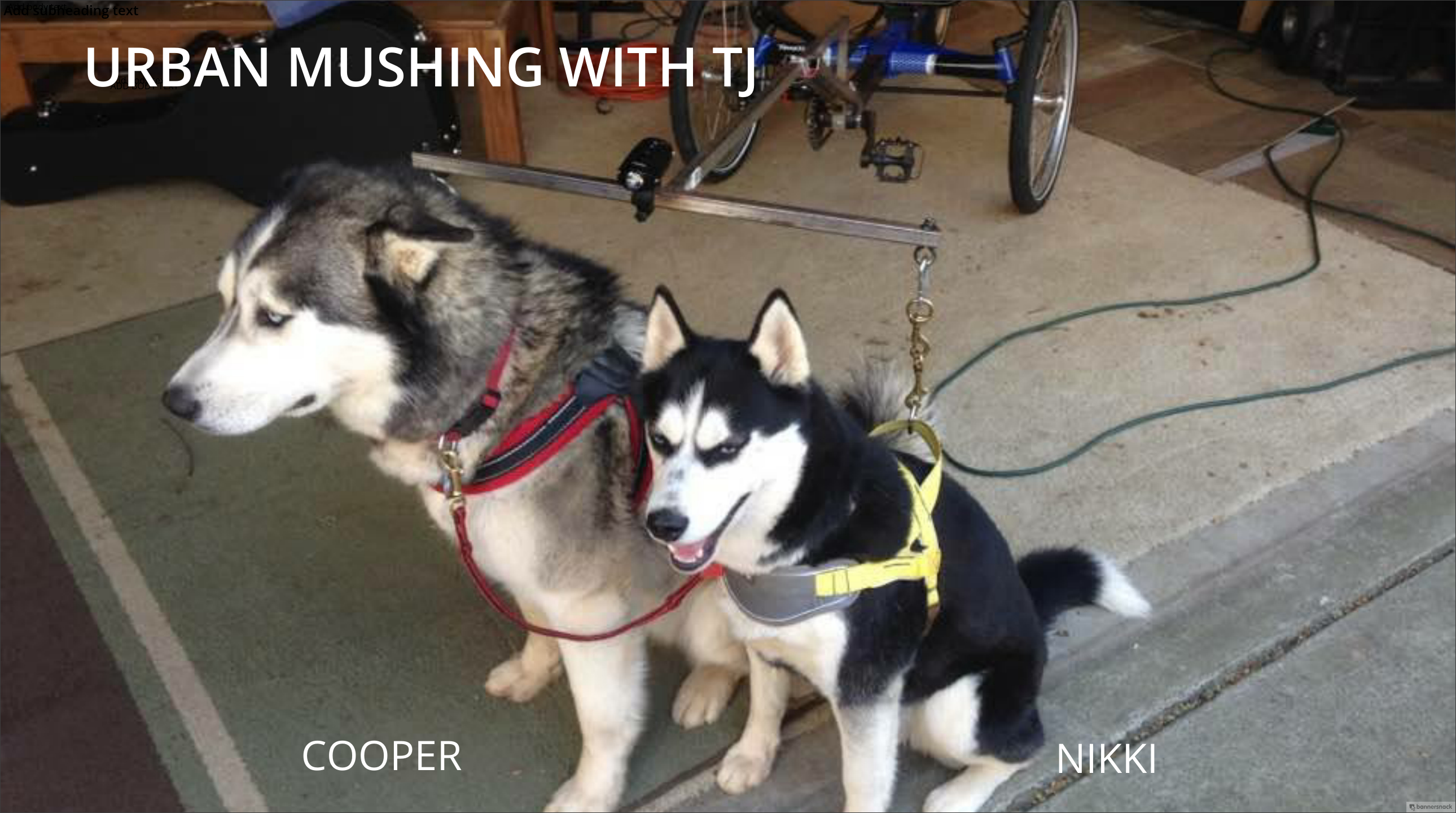 Pay it Forward – Life with Siberian Huskies