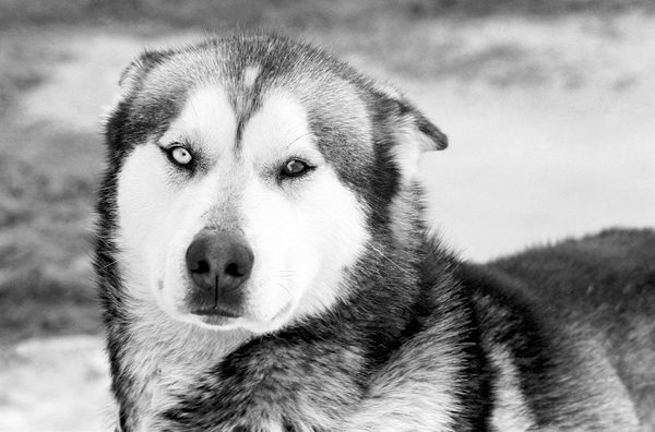 Mom – Life with Siberian Huskies
