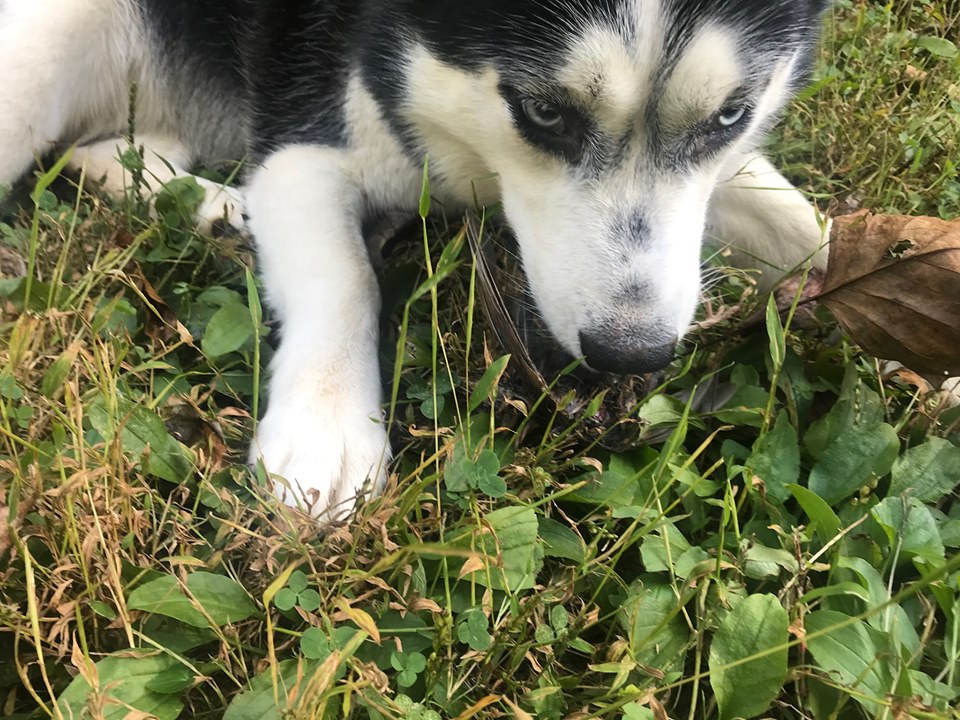 Tales of the Queen: Latest Episode – Life with Siberian Huskies