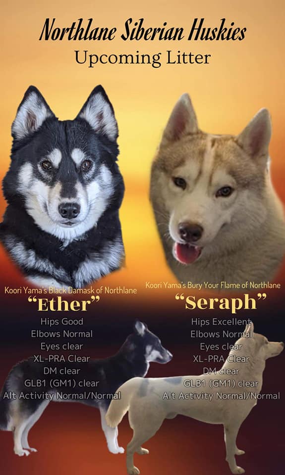 New Litter Born – Life with Siberian Huskies