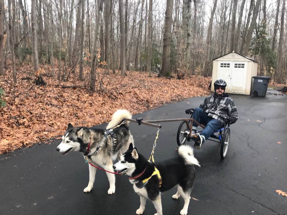 Dog Trike – Life with Siberian Huskies