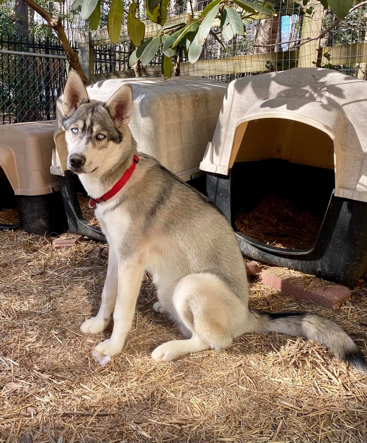 Ivan Update – Life with Siberian Huskies