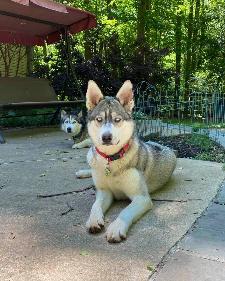 IVan Update – Life with Siberian Huskies