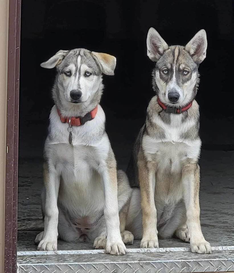 Puppies are over 4 months now – Life with Siberian Huskies