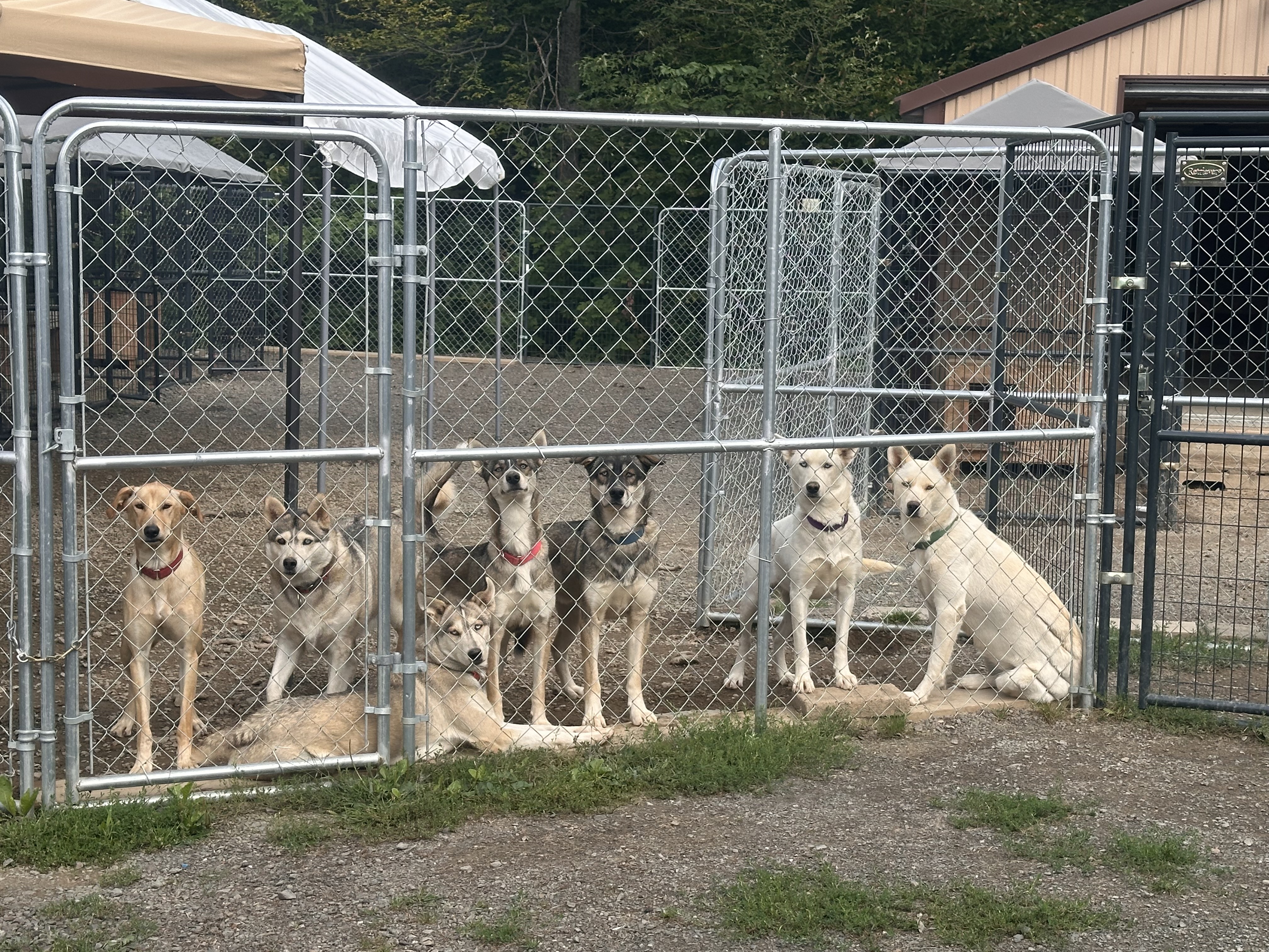 Meet The Magnificent Seven: Our 18-Month-Old Litter – Life with ...